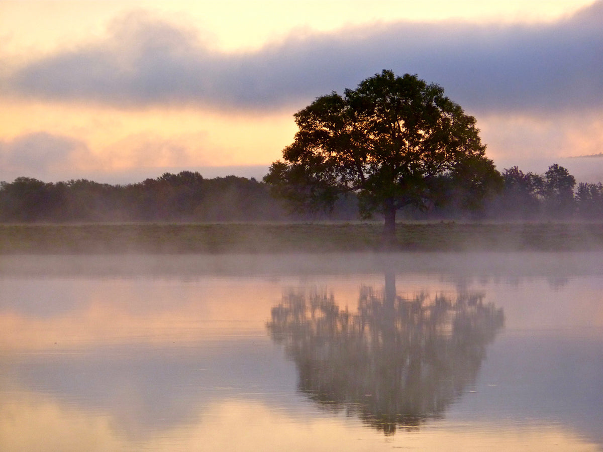 The tree – Route 102 HMG